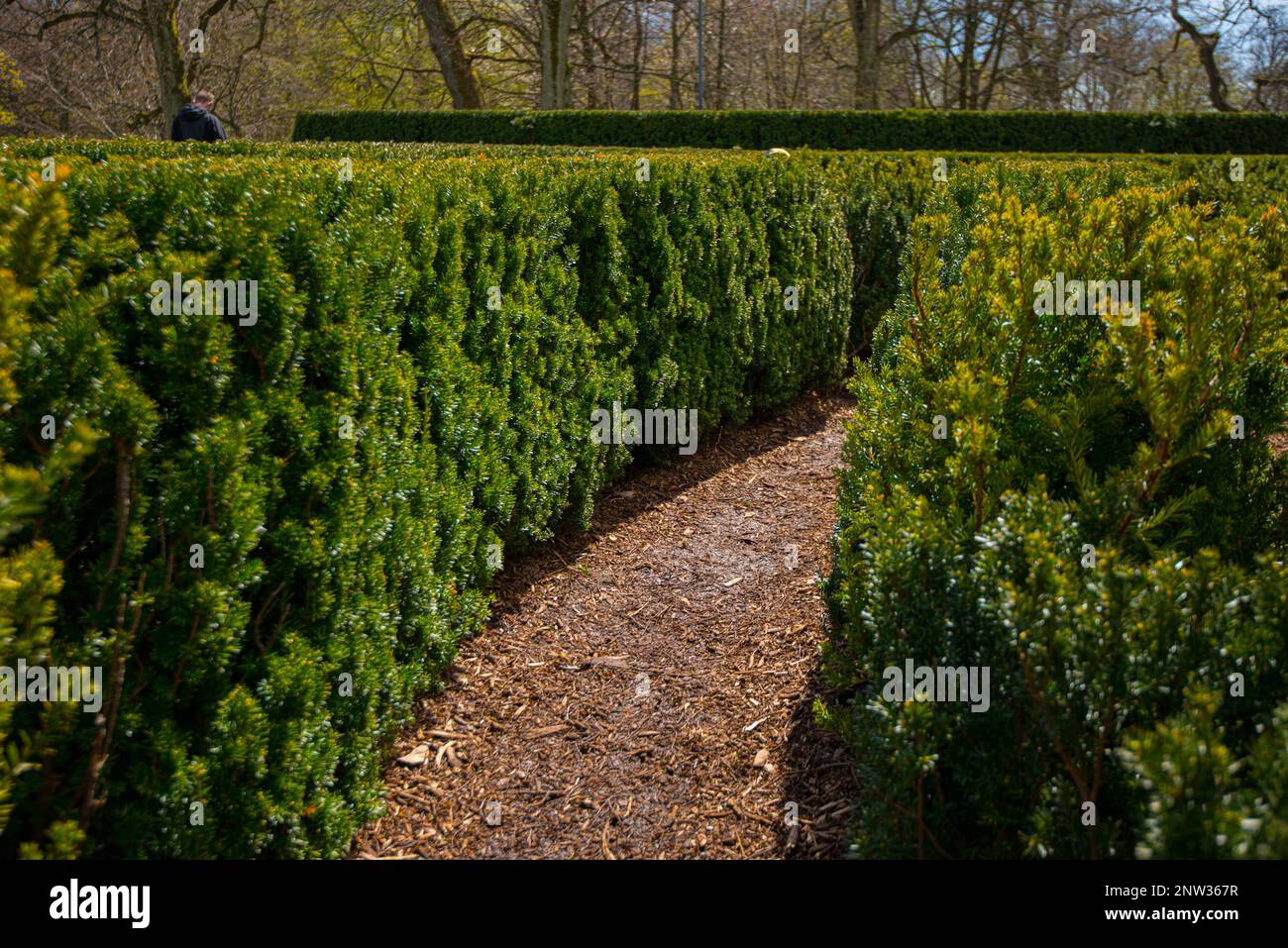 Hedge maze in english garden hi-res stock photography and images - Alamy