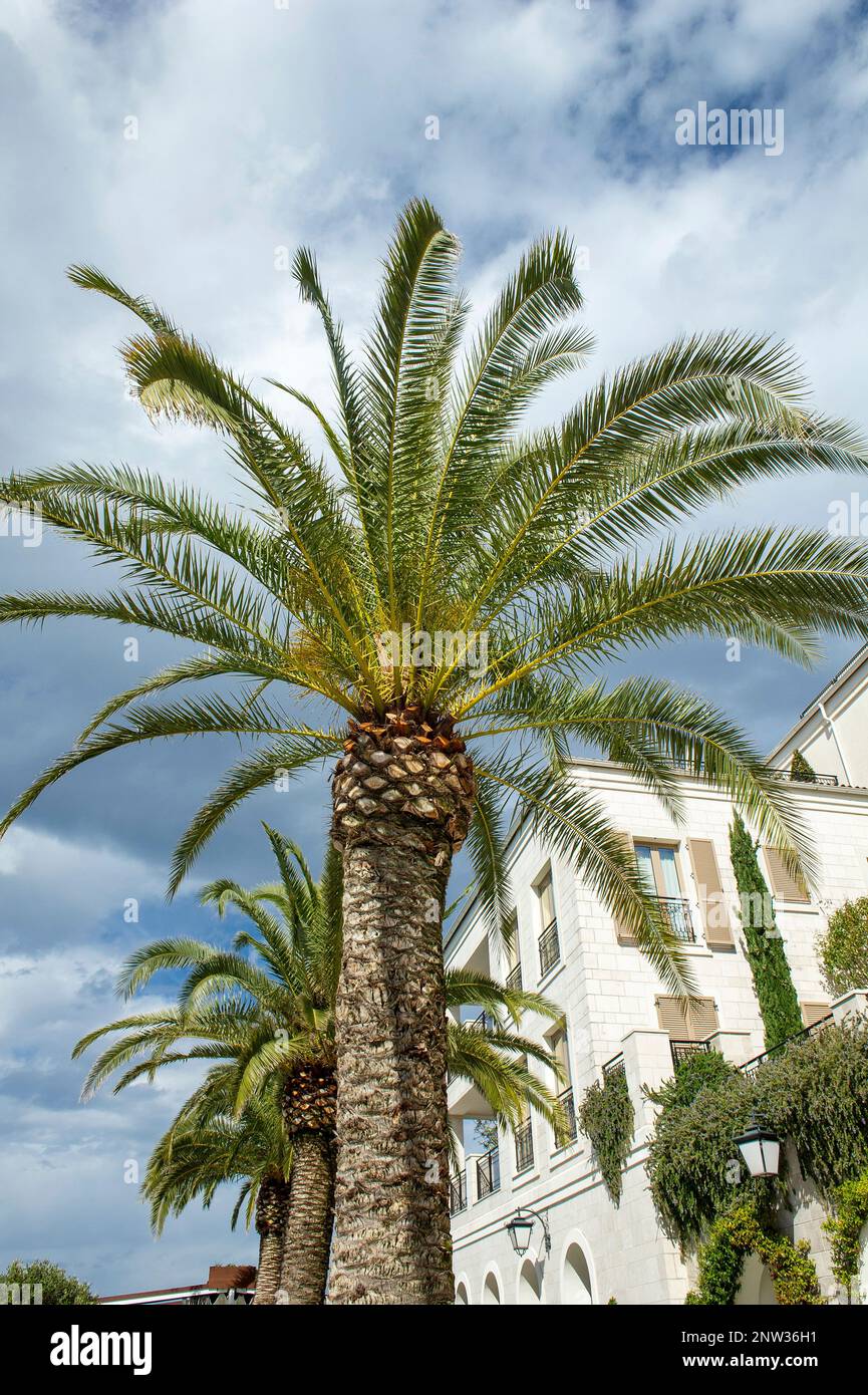 The seafront in Porto Montenegro, a full-service superyacht marina ...