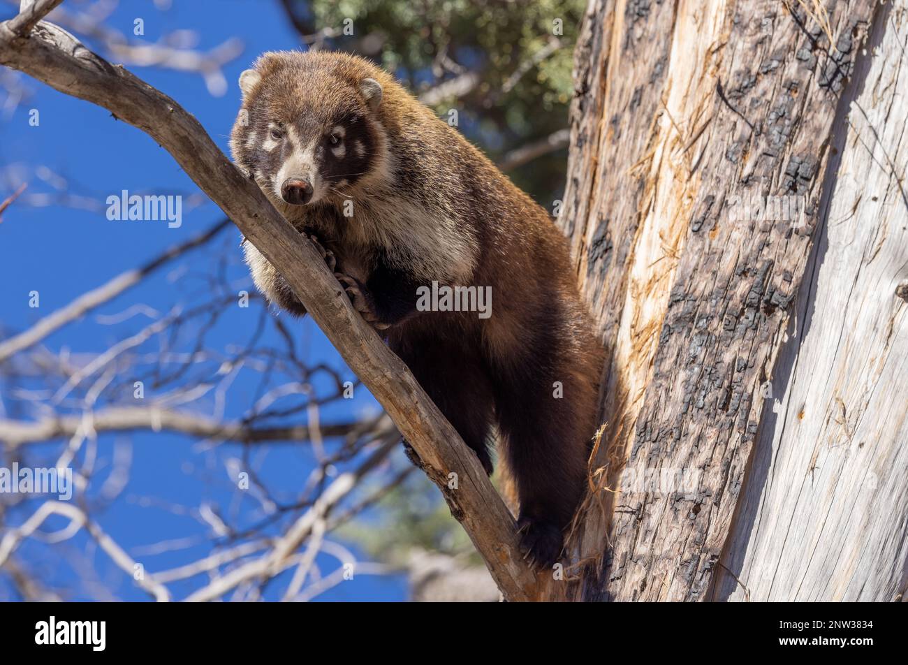 White Nosed Coatimundi in the Chiricahua National Monument Arizona ...