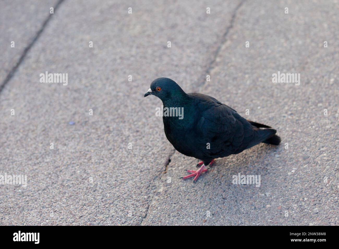 The rock dove, rock pigeon, or common pigeon (Columba livia) is a ...