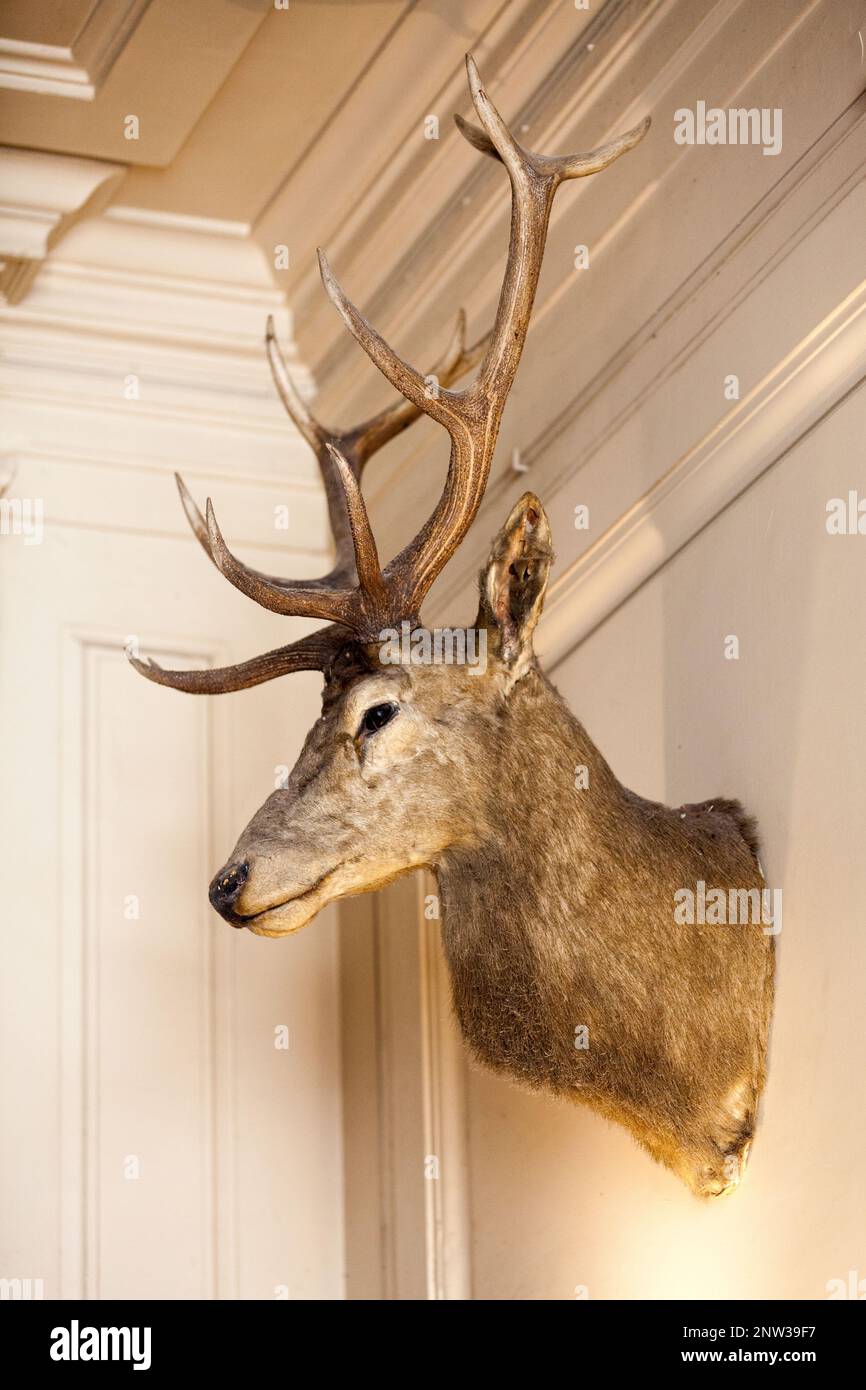 Very old deer trophy on the wall of a living room Stock Photo - Alamy