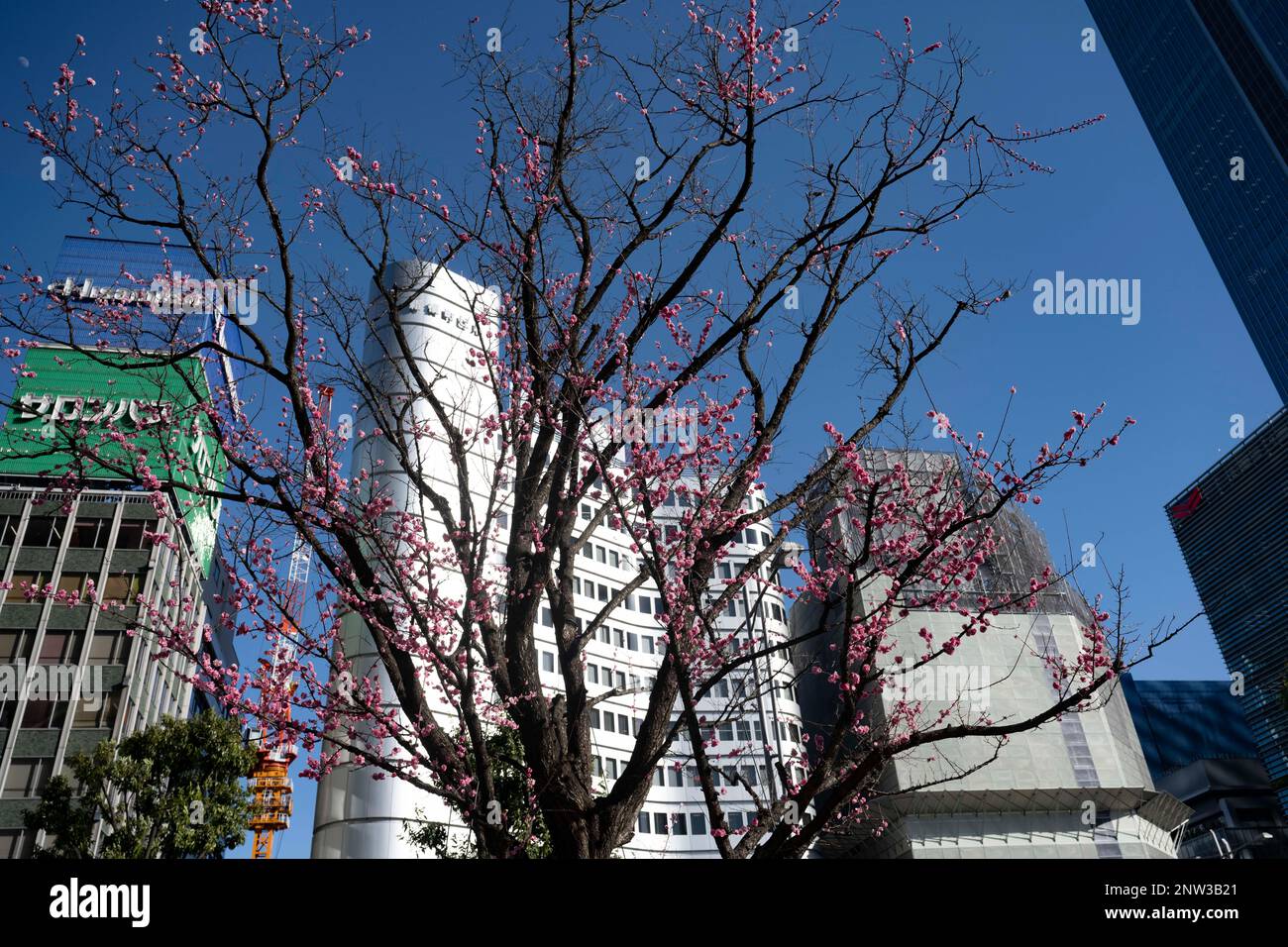 Tokyo, Japan. 28th Feb, 2023. Cherry blossoms begin to bloom on a tree ...