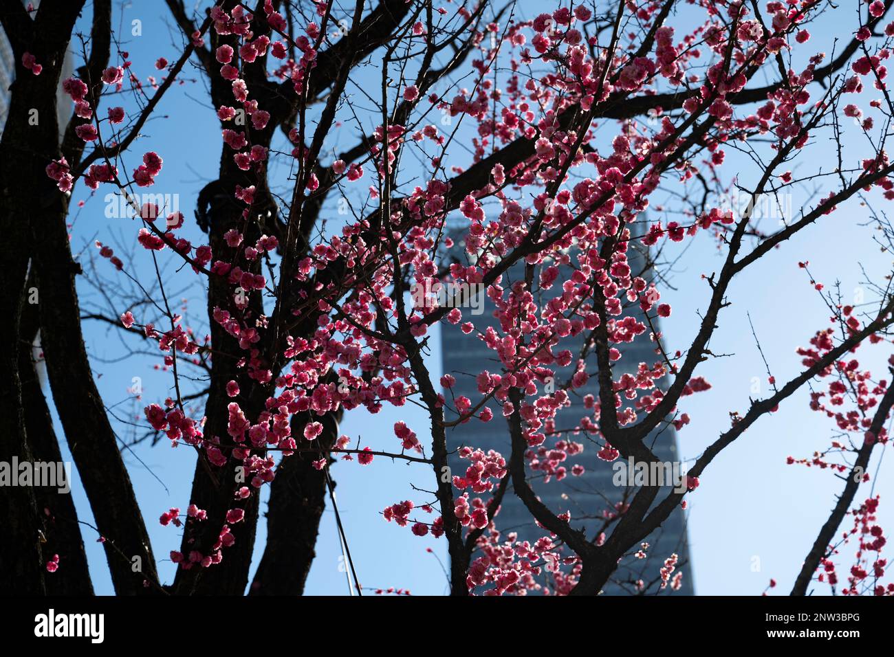 Tokyo, Japan. 28th Feb, 2023. Cherry blossoms begin to bloom on a tree ...