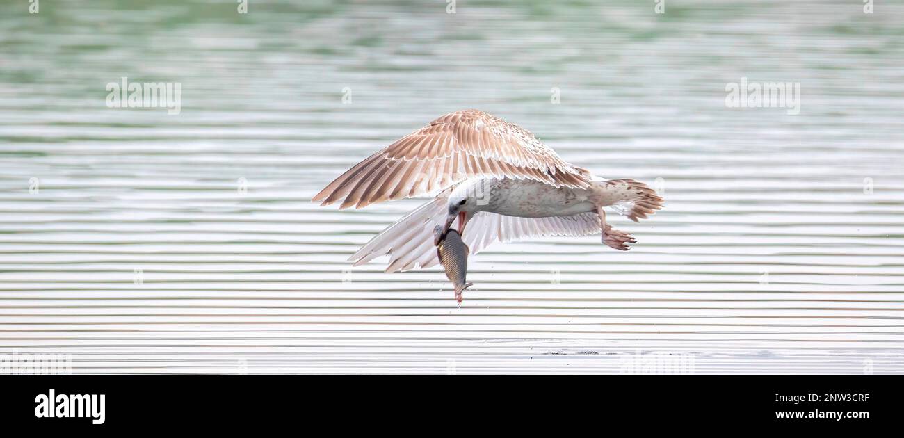 Wildlife background of seagull hunting on a pond, flies over the water ...