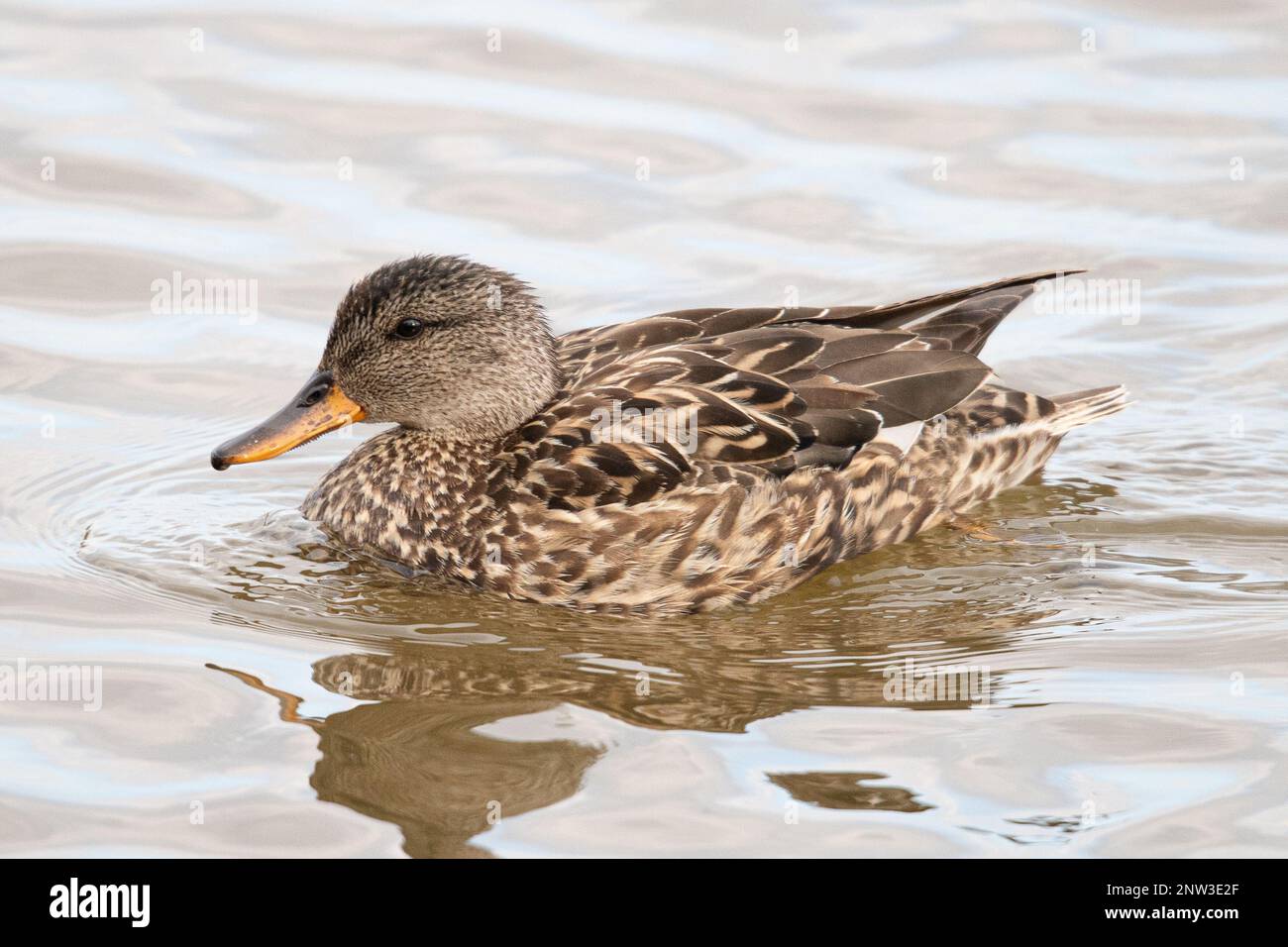 Anas platyrhynchos is a mediterranean duck Stock Photo - Alamy