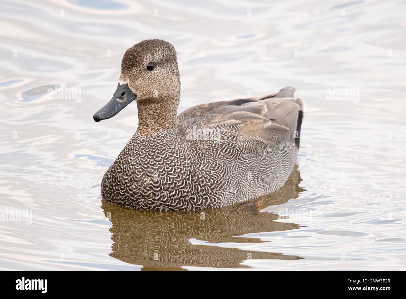 Anas platyrhynchos is a mediterranean duck Stock Photo - Alamy