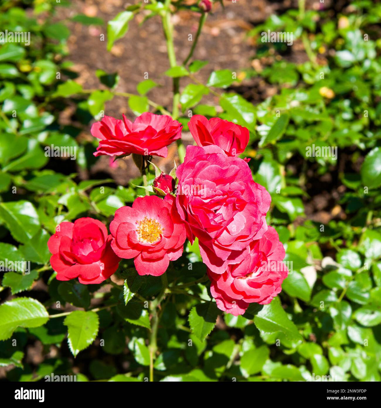 Red roses in the flowerbed of the spring garden Stock Photo - Alamy