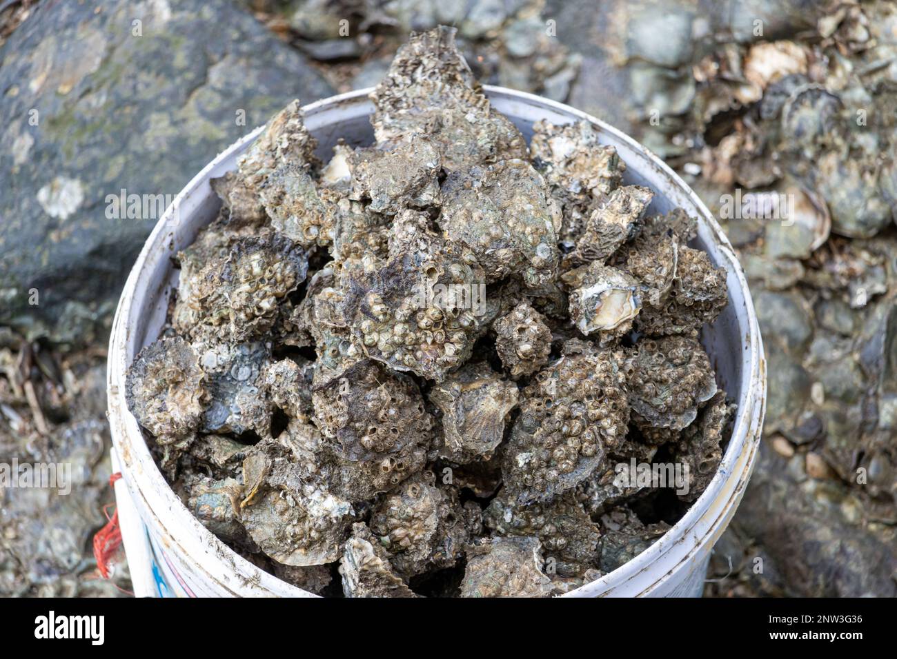 A bucket full of oysters collected from the shore at low tide Stock ...