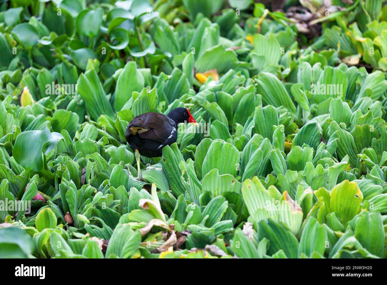 The common moorhen (Gallinula chloropus), also known as the waterhen or ...
