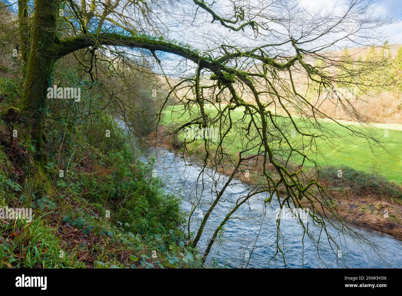 The River Barle alongside Syds Wood in winter near Dulverton in the ...