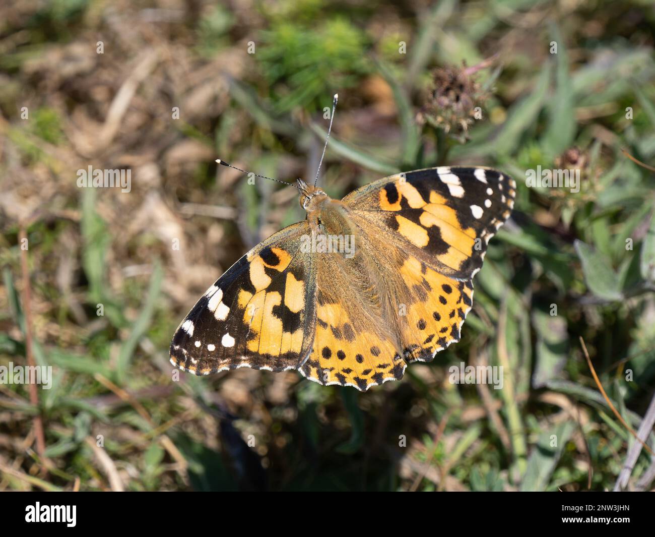 Painted Lady Butterfly Resting on the Ground Stock Photo - Alamy