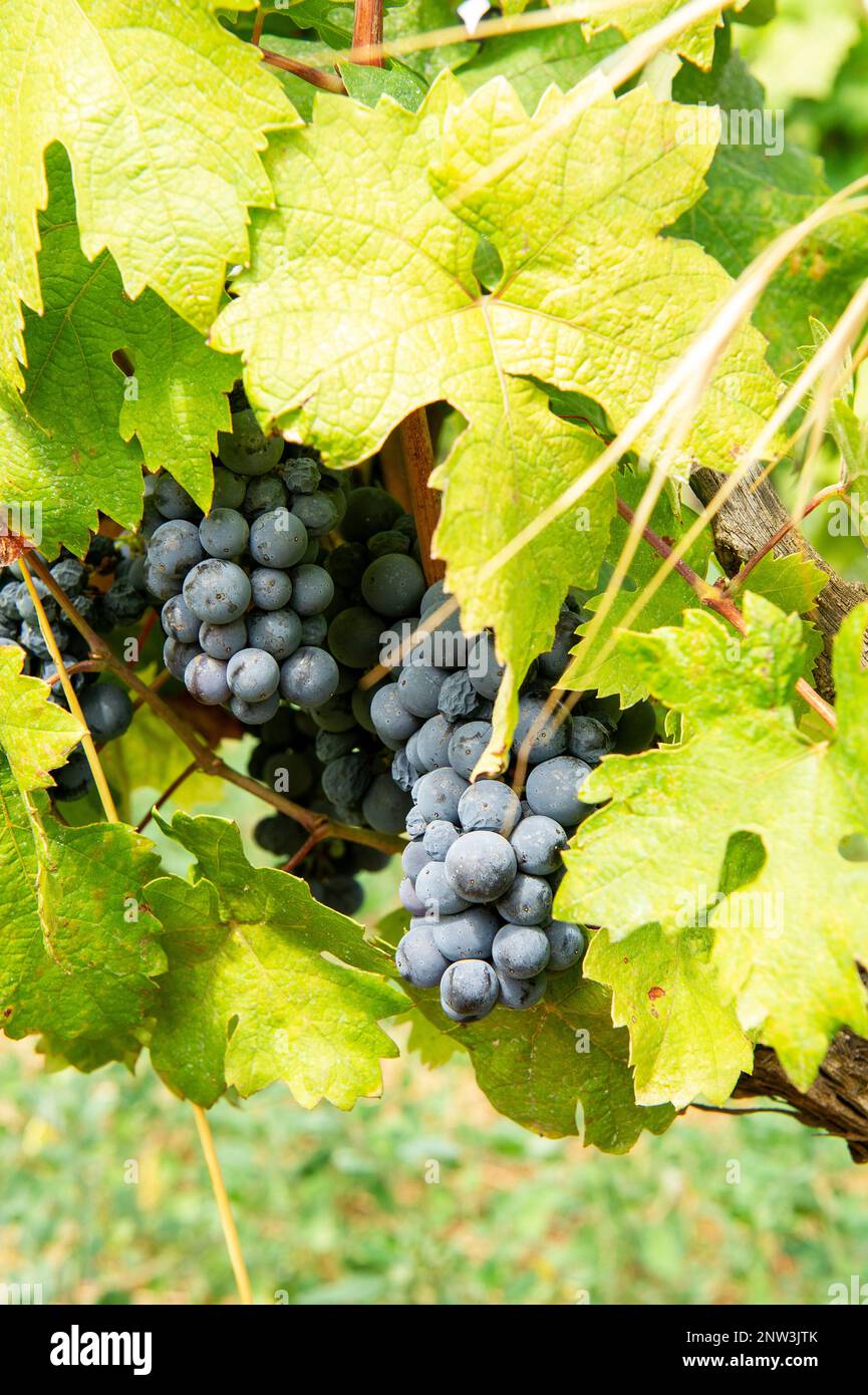 Primitivo di manduria hi-res stock photography and images - Alamy