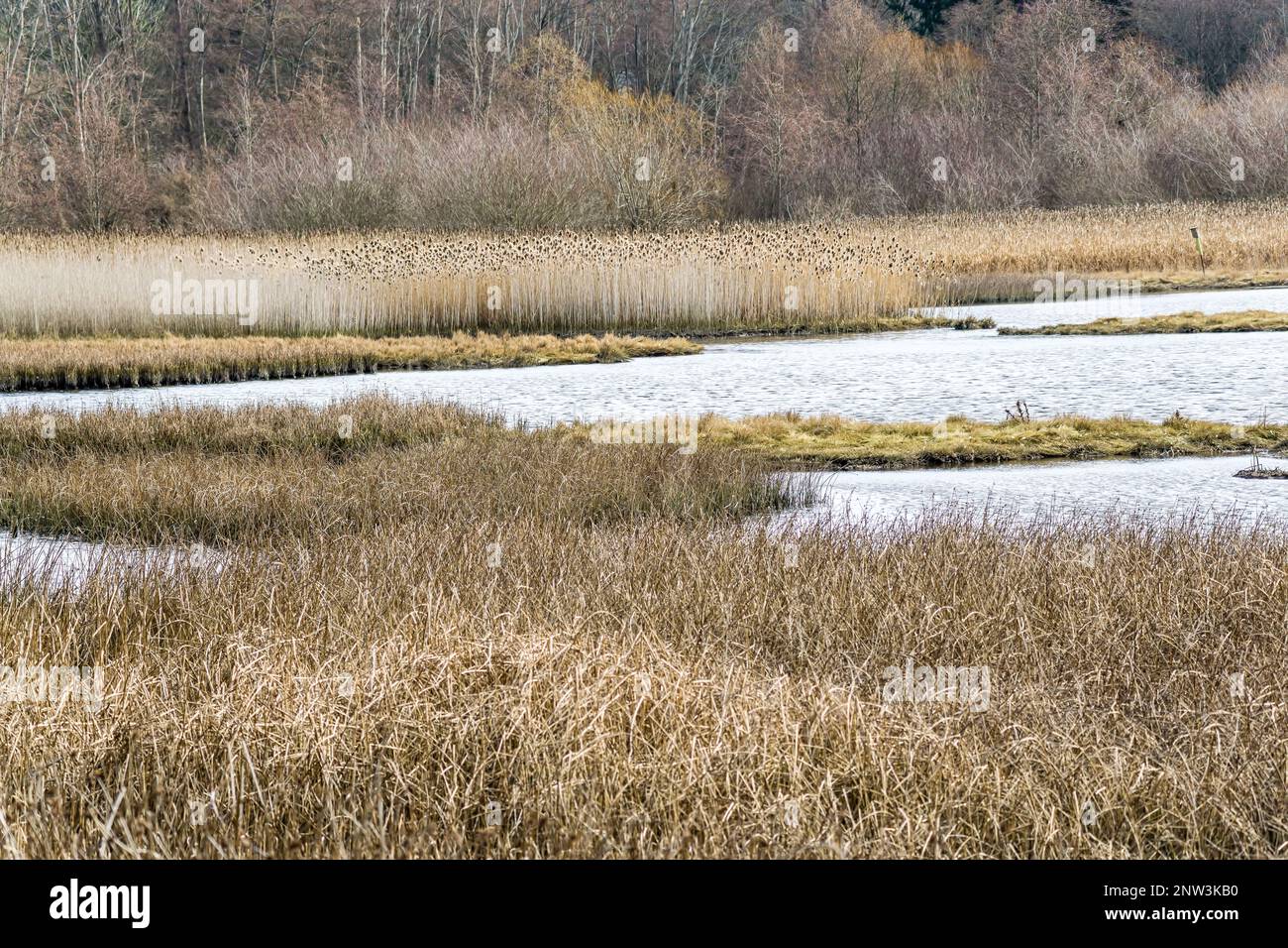 Winter at Edumond Marsh in Edmonds, Washington. Landscape scene Stock ...