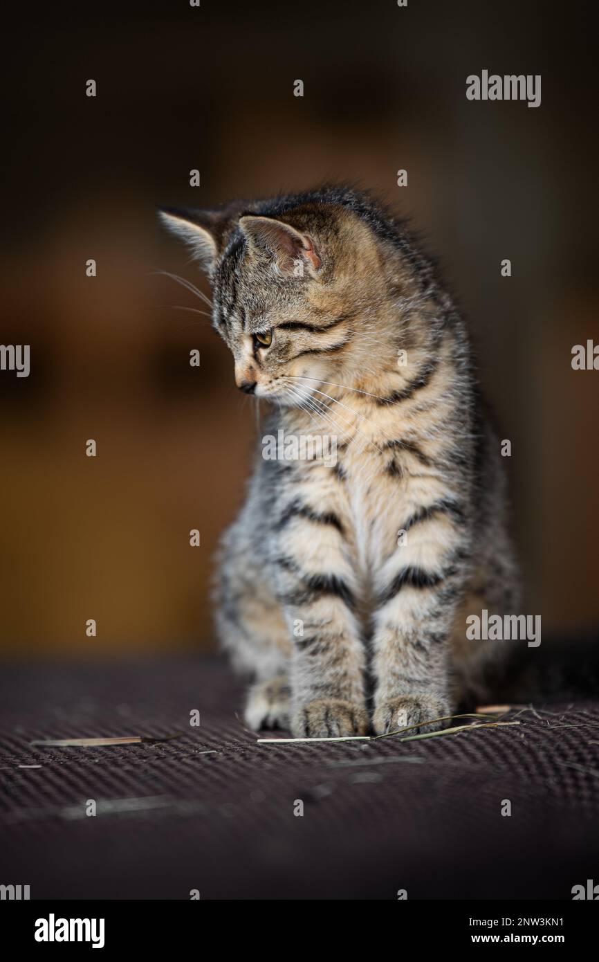 Tabby kitten at a farm Stock Photo - Alamy