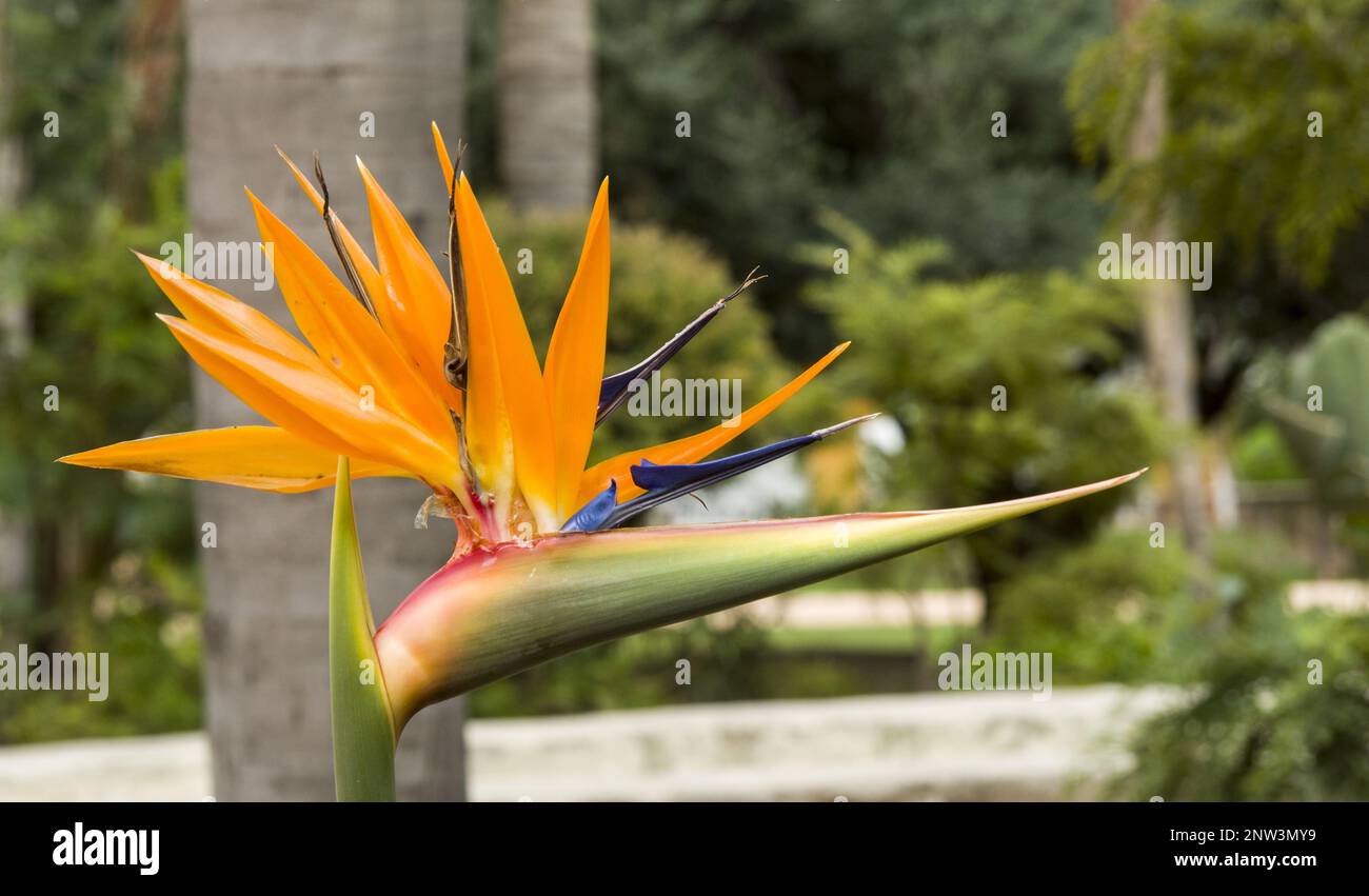 Bird of paradise flower in a garden. (Strelitzia reginae Stock Photo ...