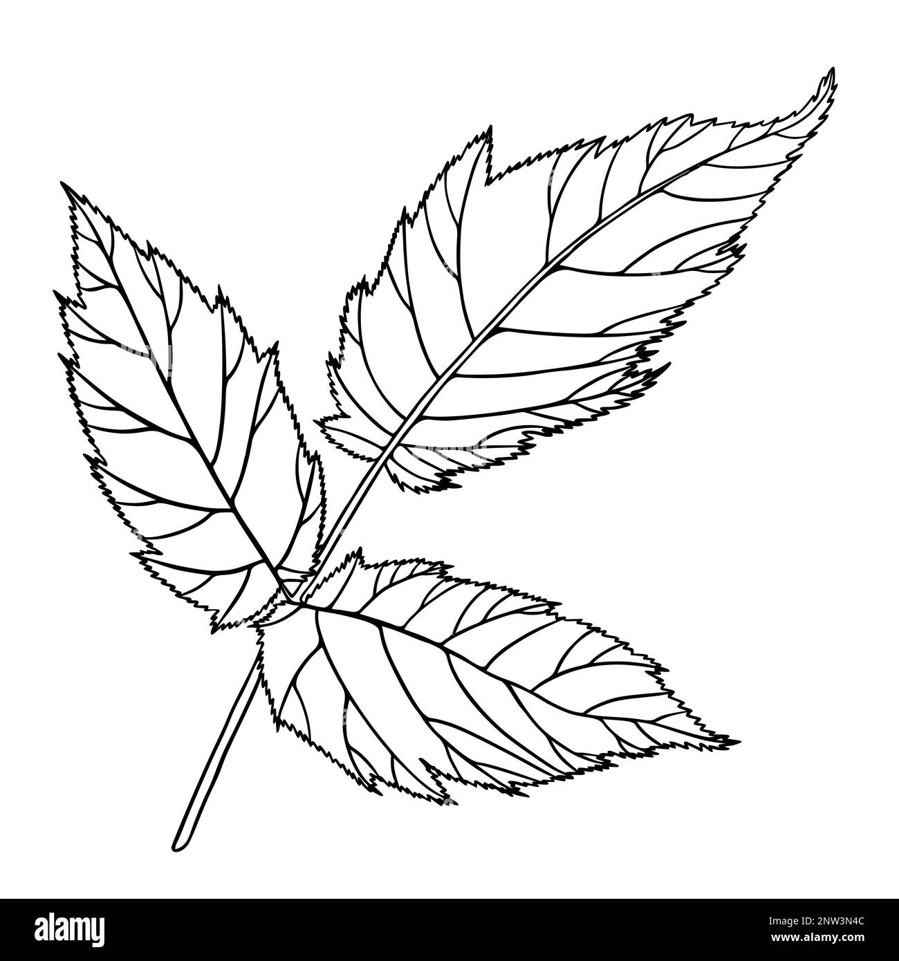 Hand drawn outline raspberry leaves isolated on white background ...