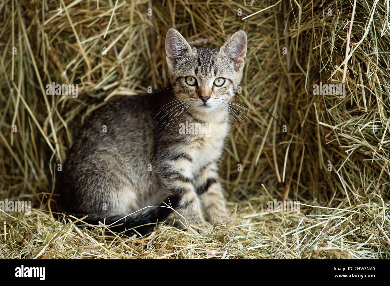 Tabby kitten at a farm Stock Photo - Alamy