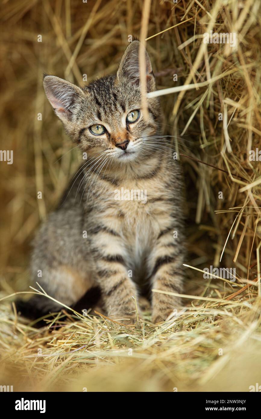 Tabby kitten at a farm Stock Photo - Alamy