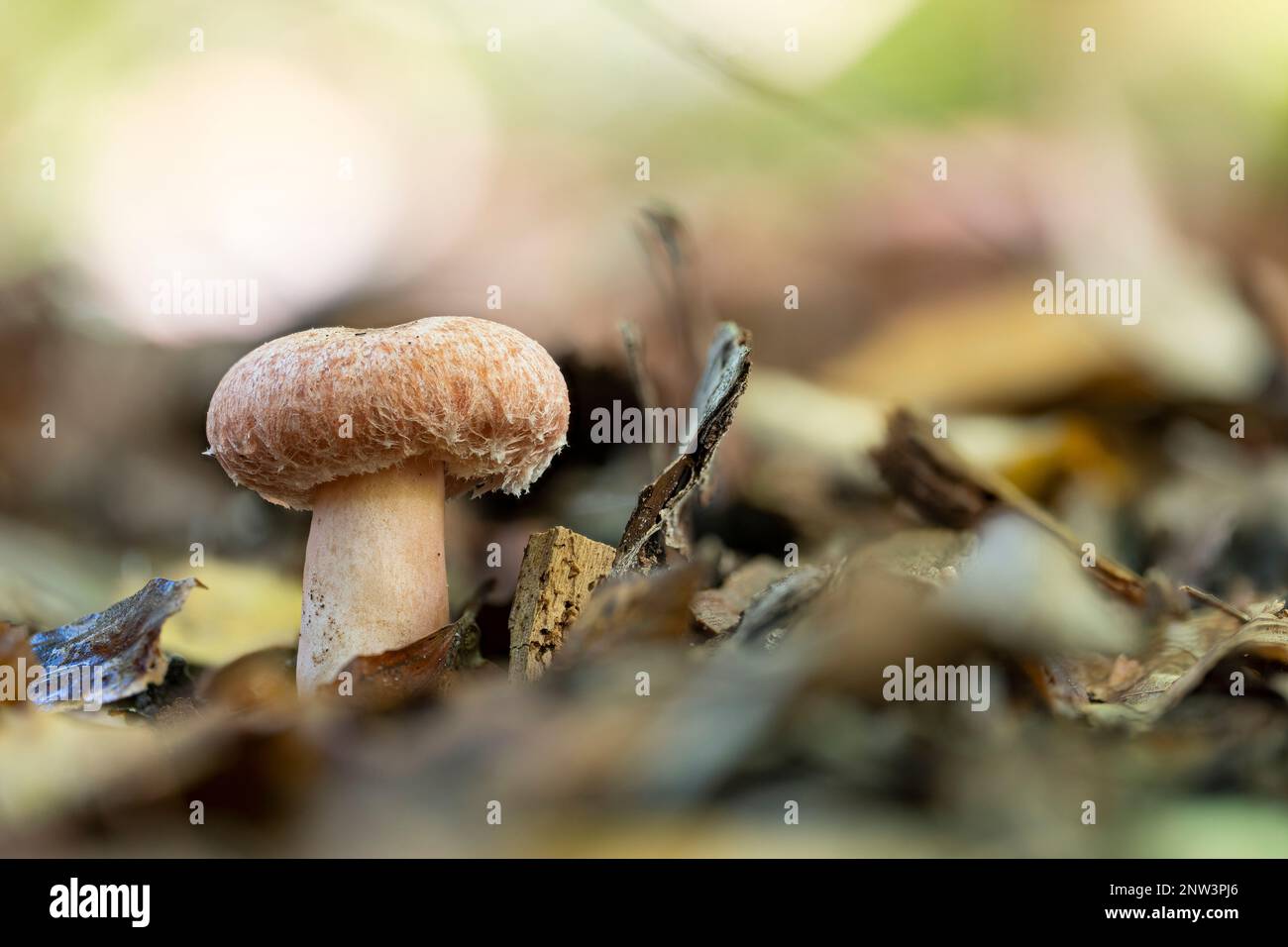 A closeup of a woolly milkcap mushroom (Lactarius torminosus). This ...