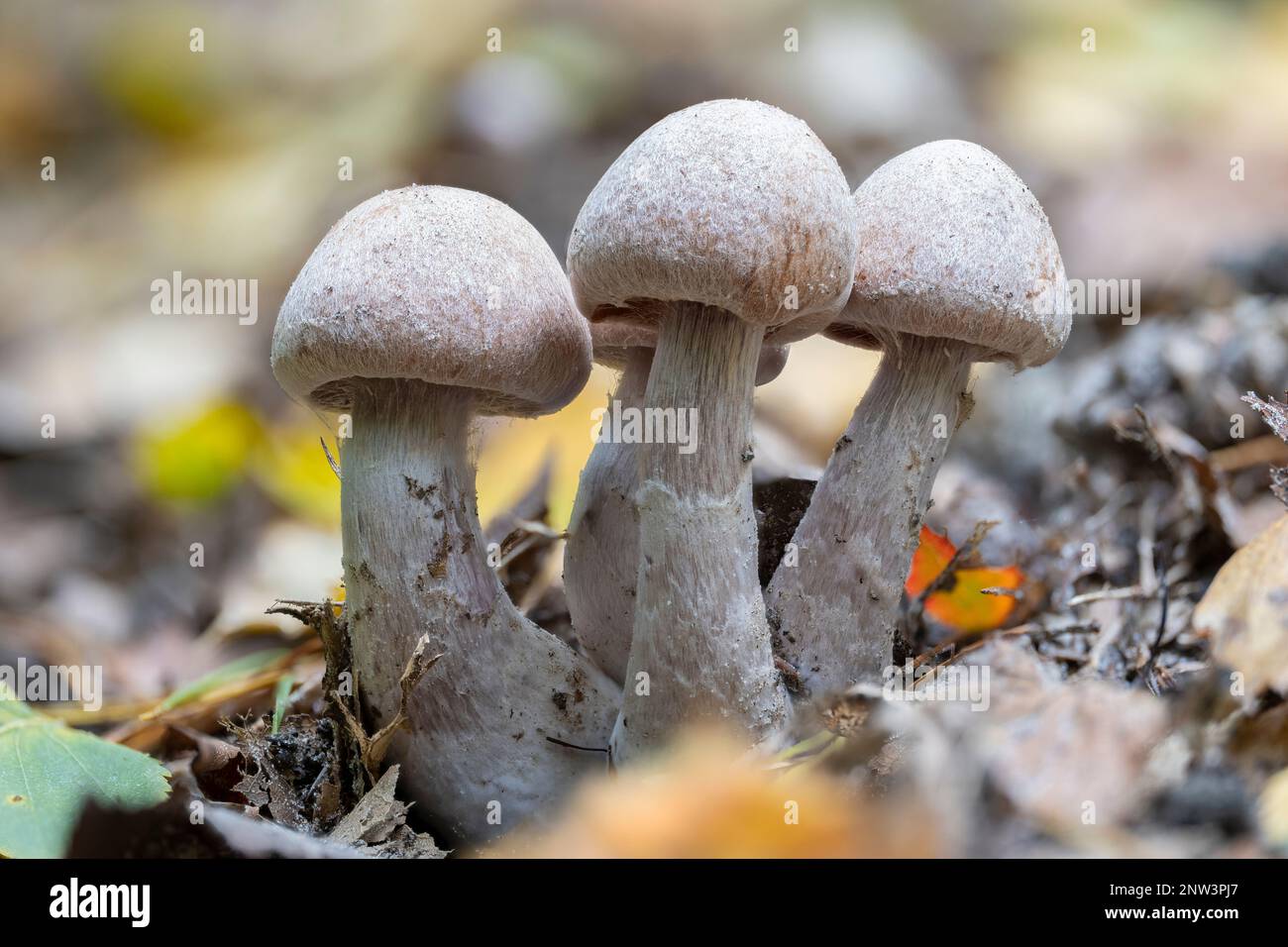 Cortina mushroom hi-res stock photography and images - Alamy