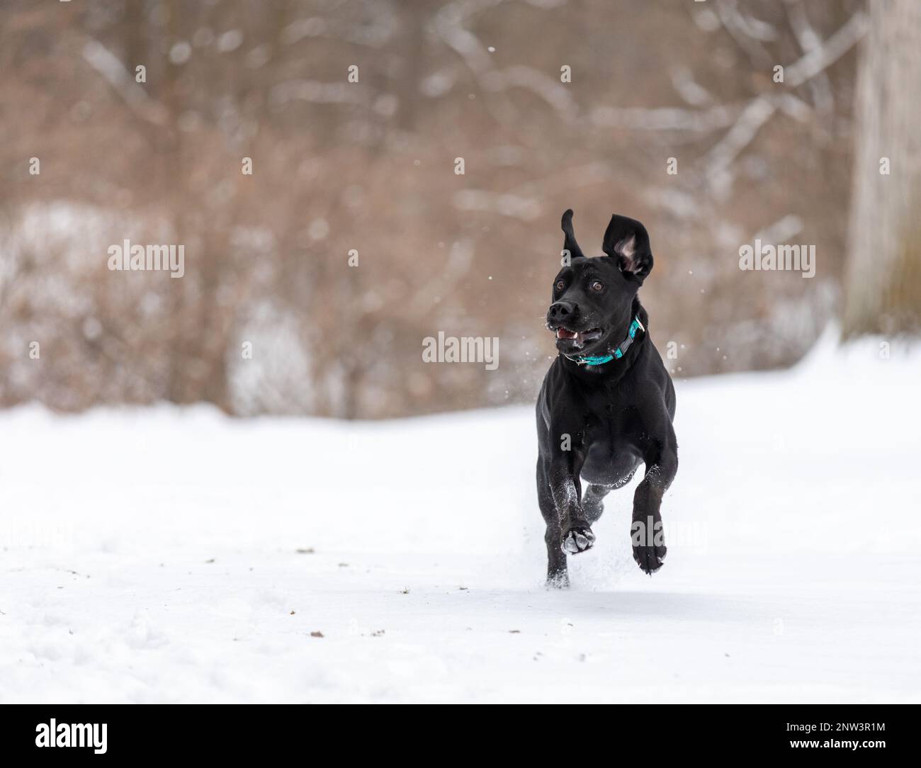 A black lab makes a funny expression while leaping through the snow ...