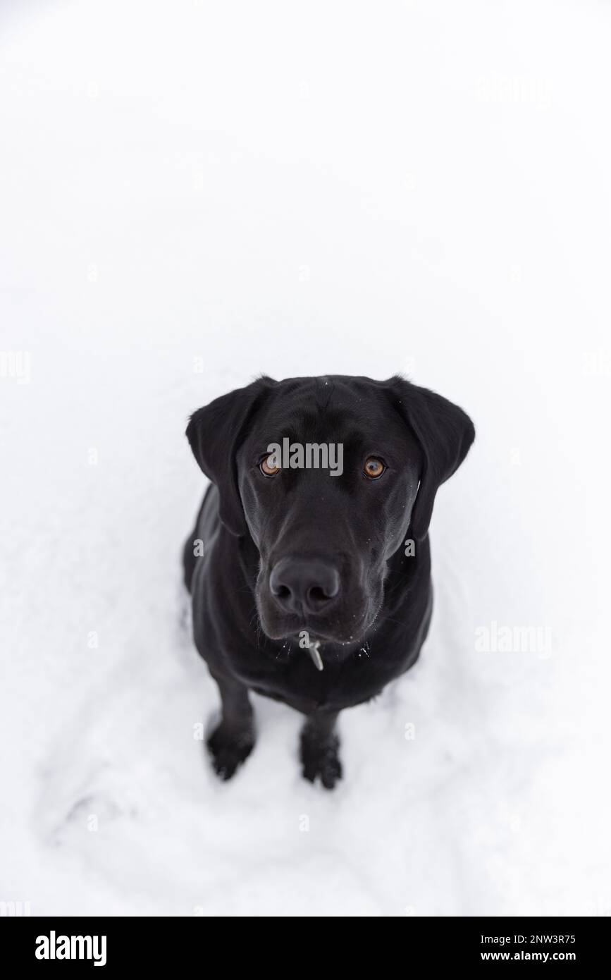 A black lab sits in the snow while looking up at the camera Stock Photo ...