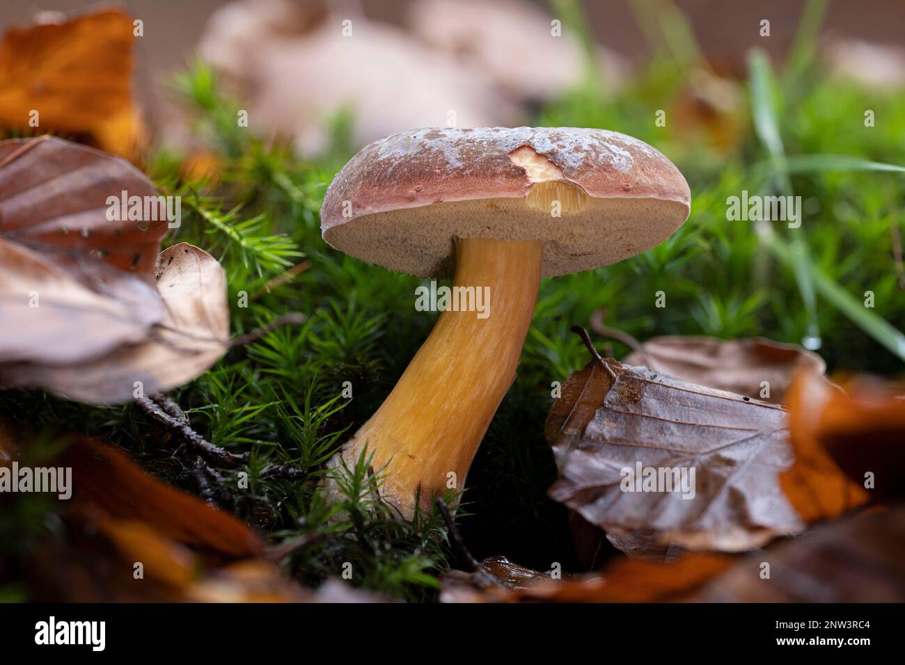 Matte bolete xerocomellus pruinatus hi-res stock photography and images ...