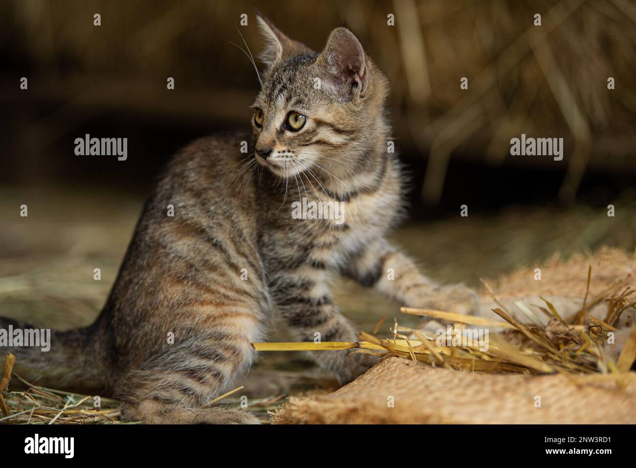 Tabby kitten at a farm Stock Photo - Alamy