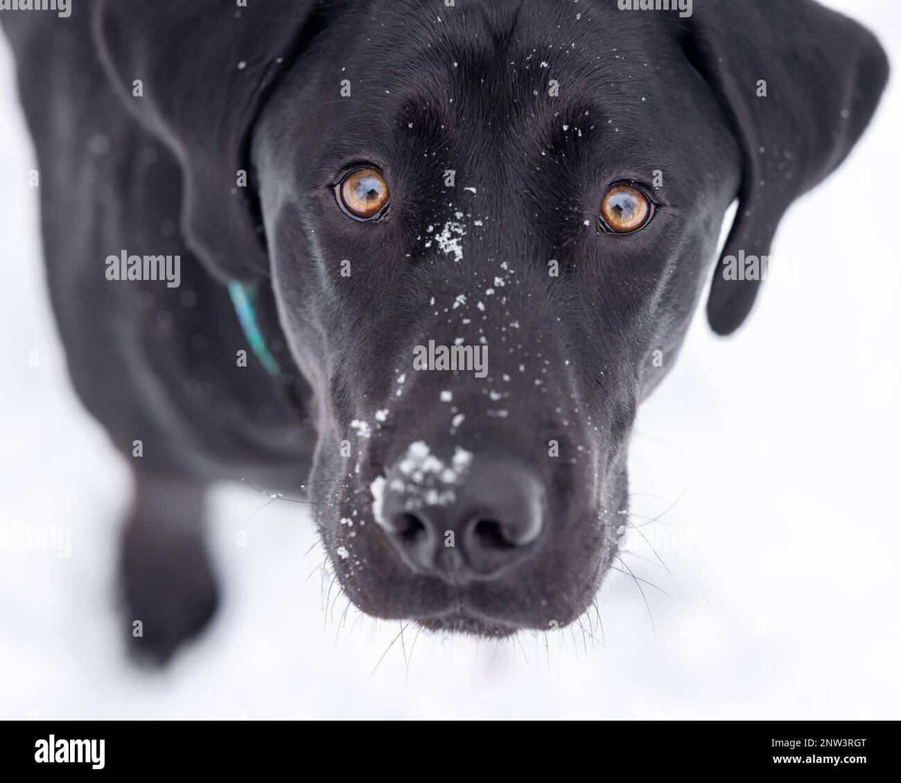 A black lab looking up at the camera with snow on his nose Stock Photo ...