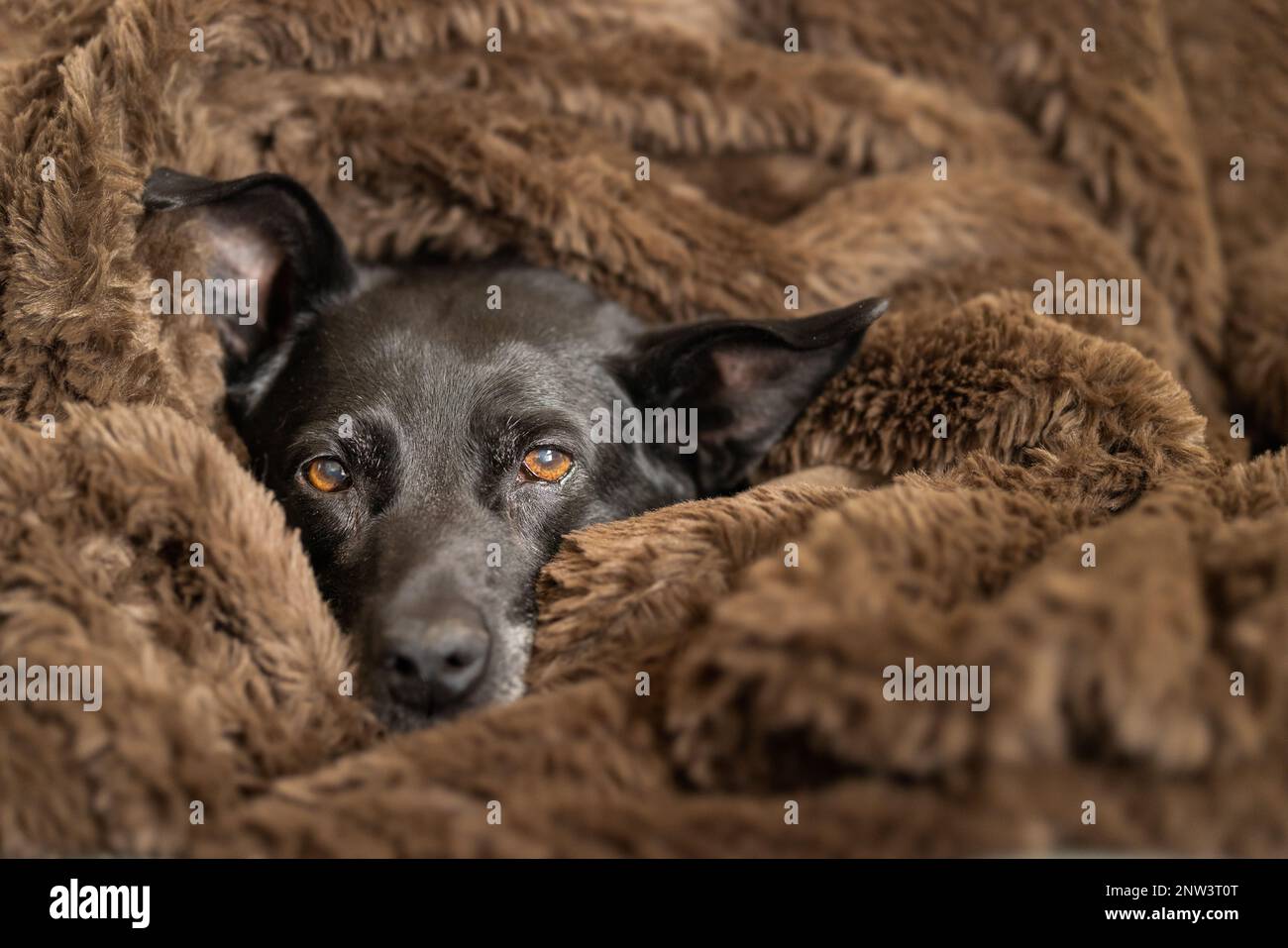 The head and face of a black lab mix surrounded by a fuzzy brown ...
