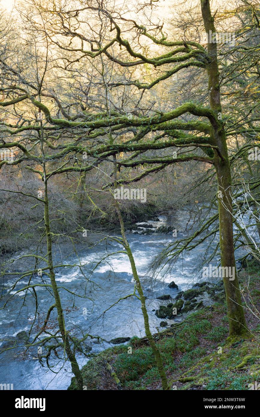 The River Barle flowing through woodland below Mounsey Castle near ...