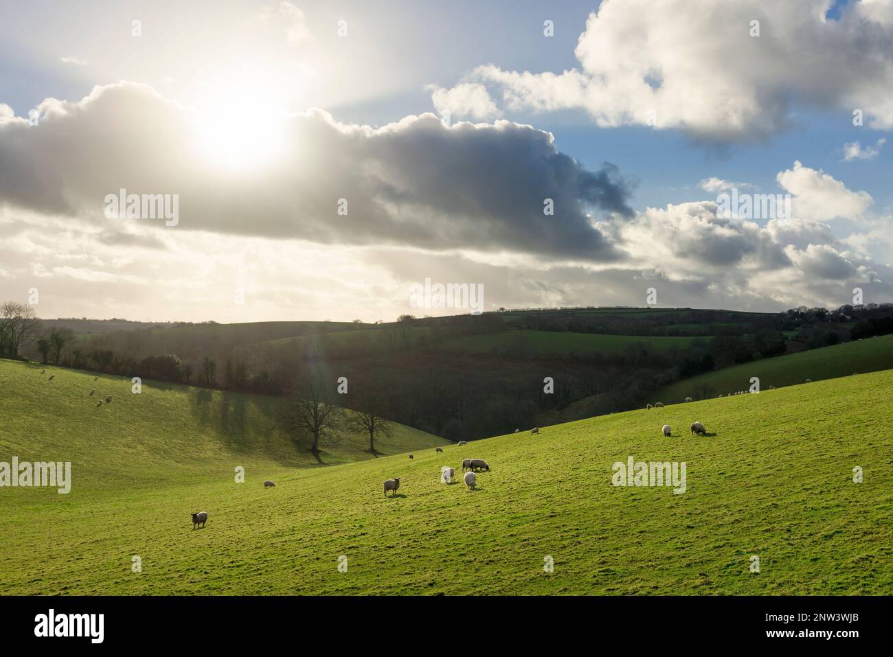 Sheep grazing in a field in winter near Dulverton on the edge of Exmoor ...