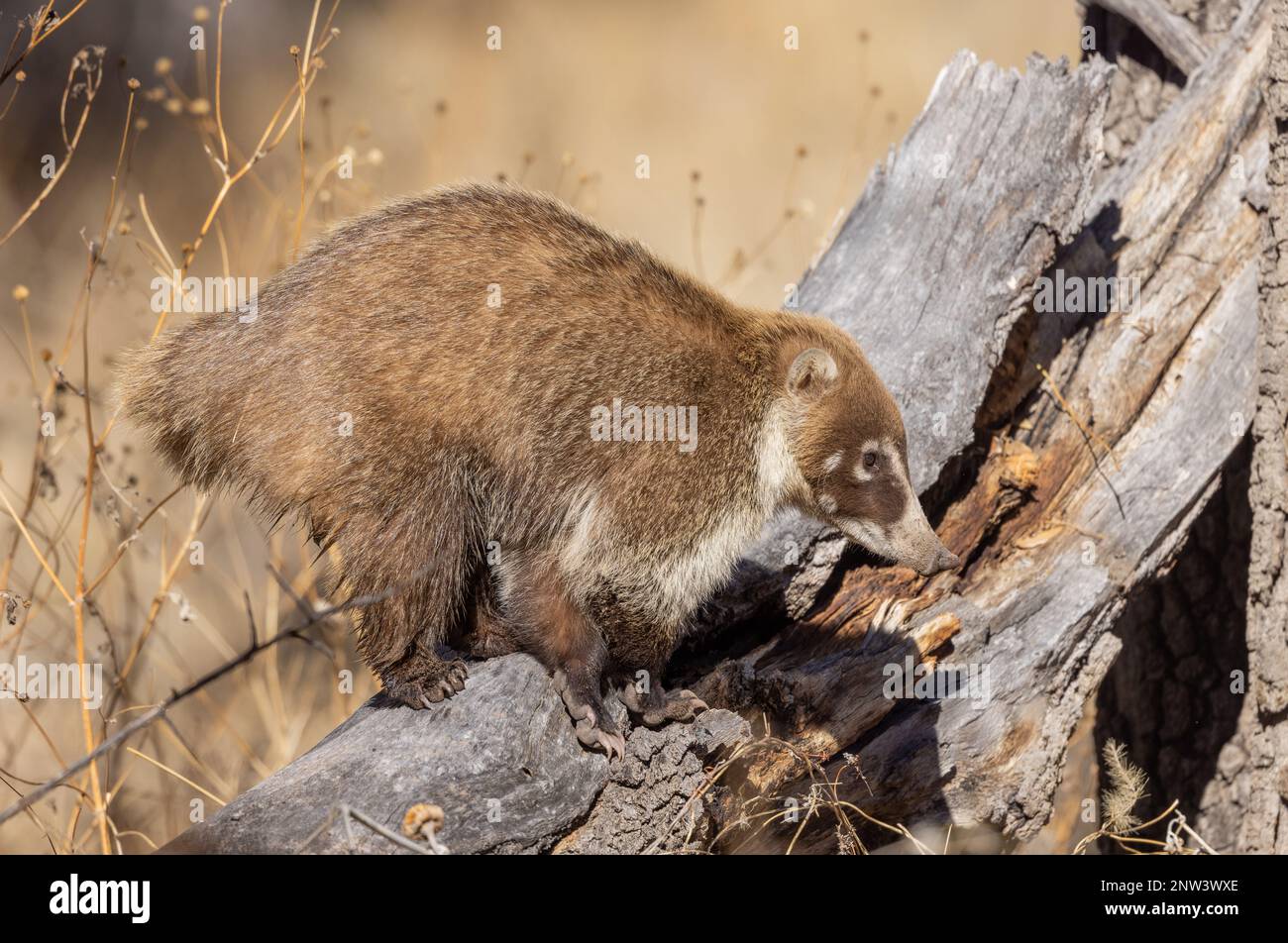 White Nosed Coatimundi in the Chiricahua National Monument Arizona ...