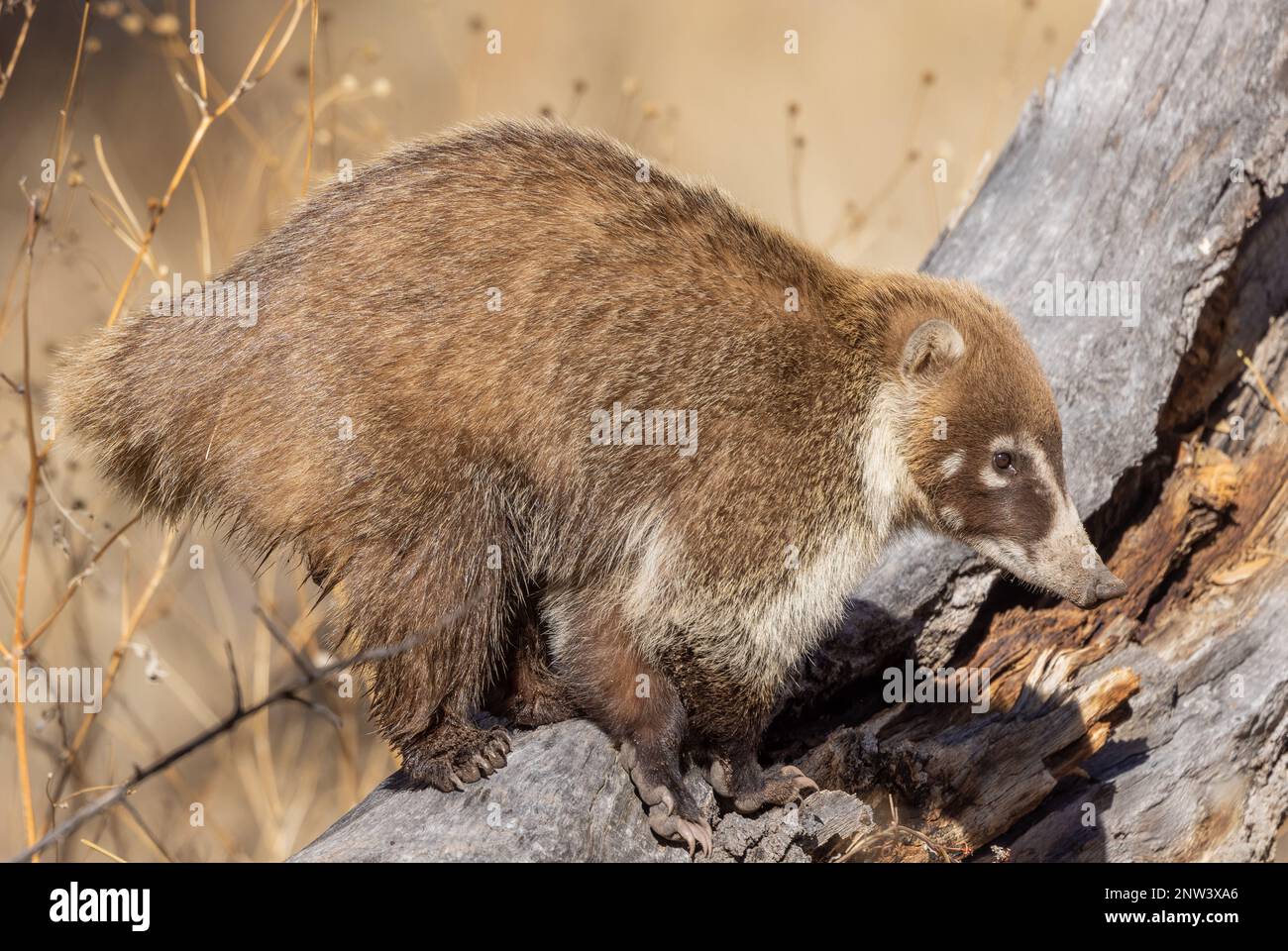 White Nosed Coatimundi in the Chiricahua National Monument Arizona ...