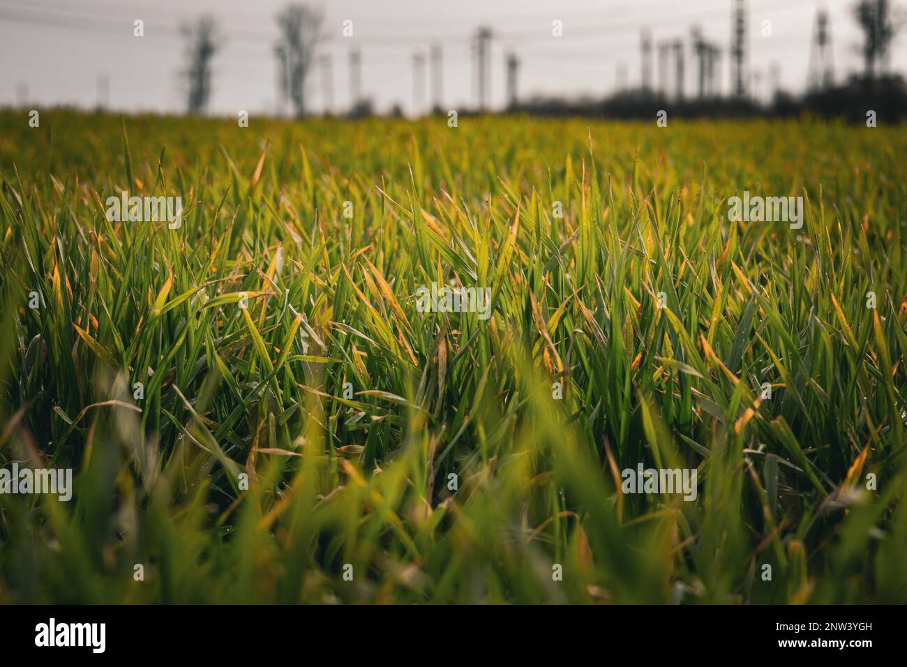 wheat grass field in the spring Stock Photo - Alamy