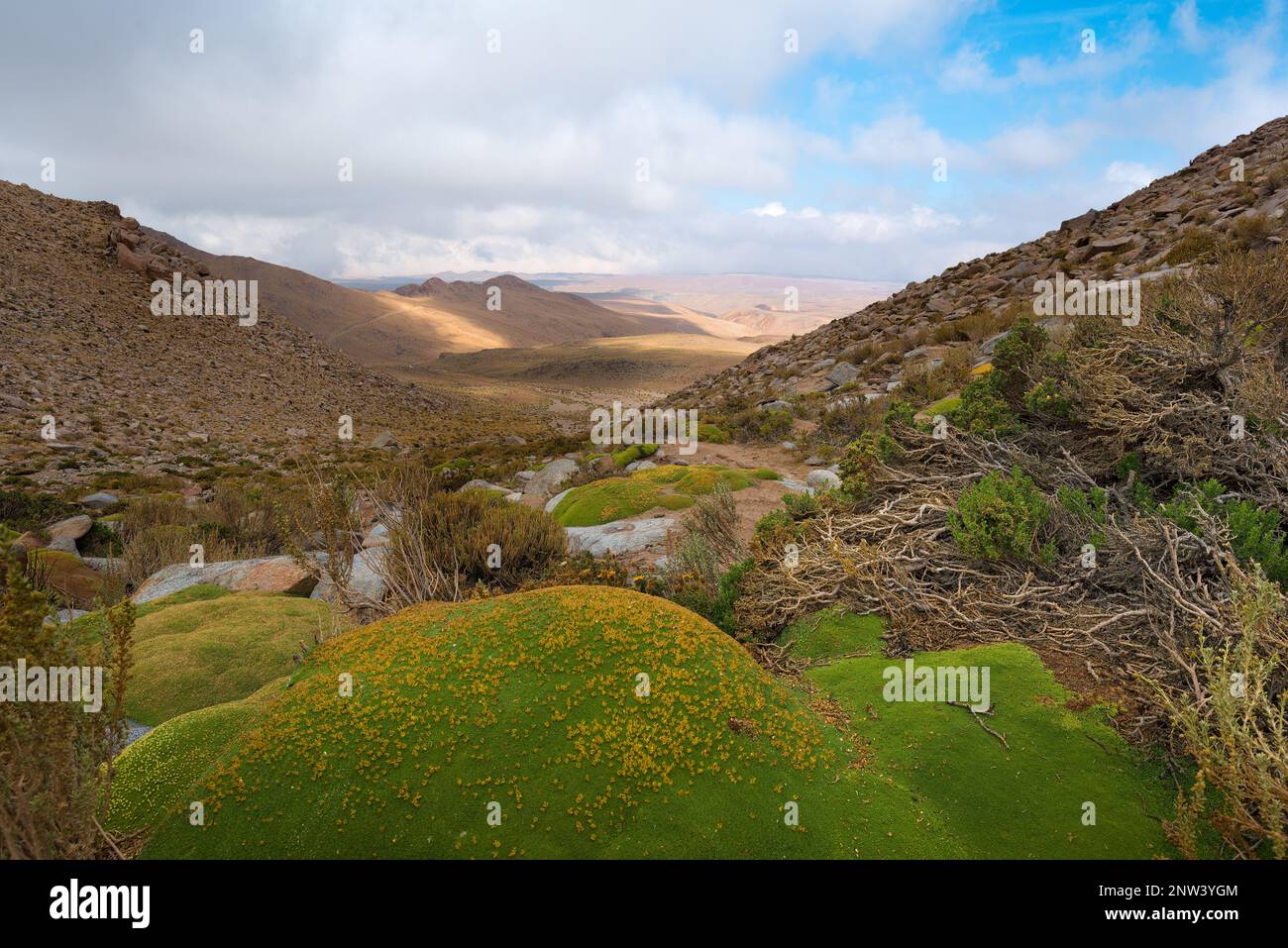 Yareta plant (Azorella compacta) , ancient typical plant that grows ...