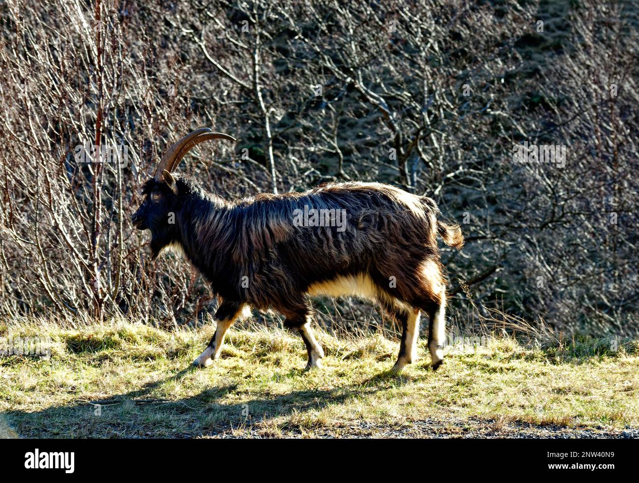 Wild Goat West Coast Scotland male goat grazing roadside Stock Photo ...