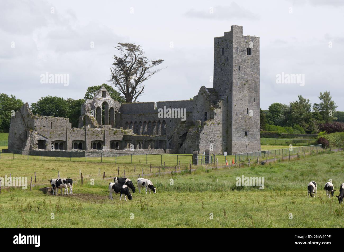Exterior of Ardfert Abbey, also known as Ardfert Friary County Kerry ...