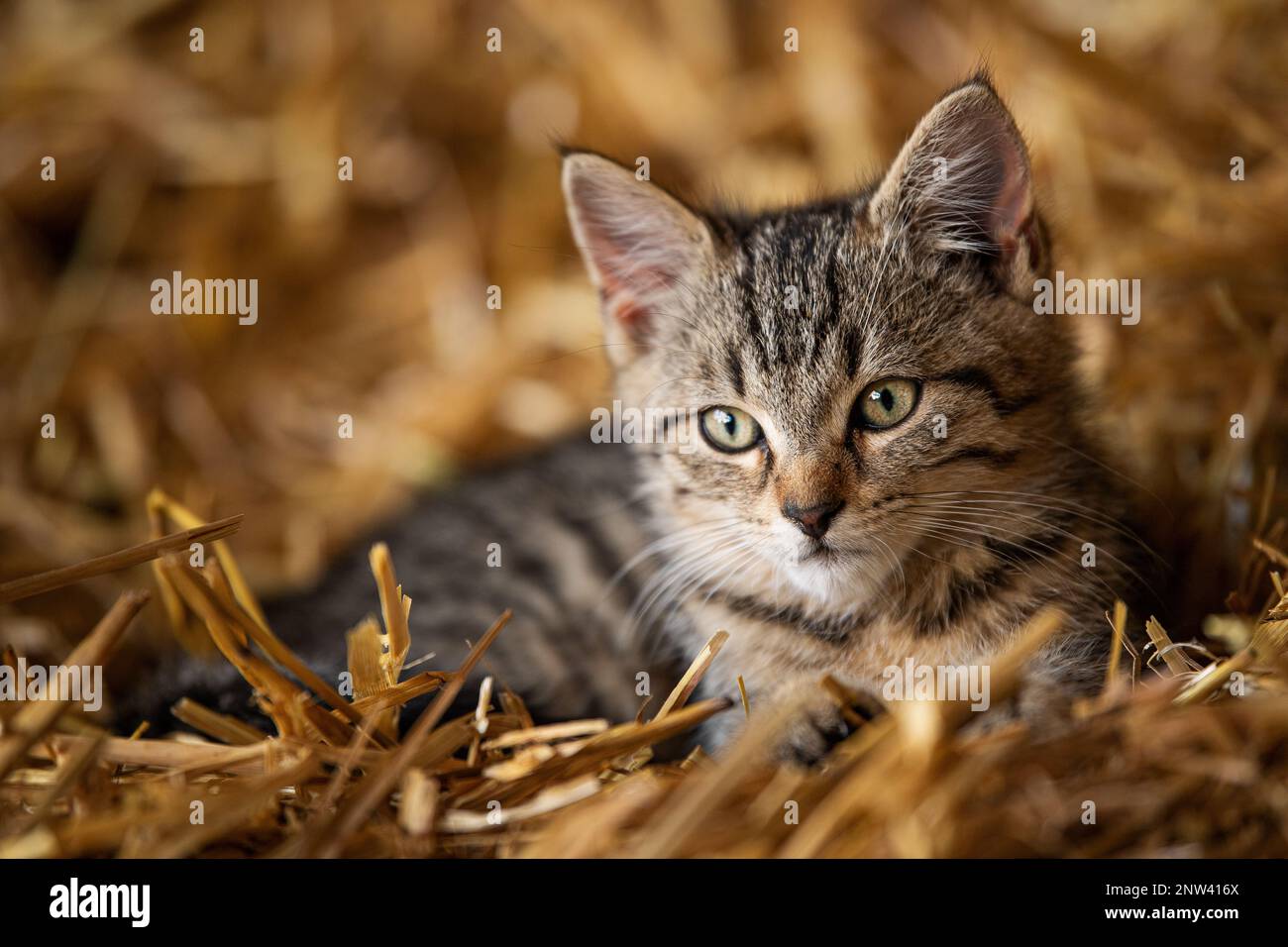 Cute tabby kitten in straw Stock Photo - Alamy