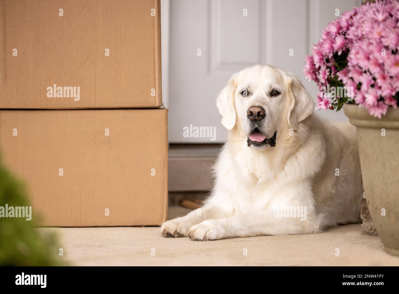 An English Cream golden retriever lying next to cardboard boxes ...