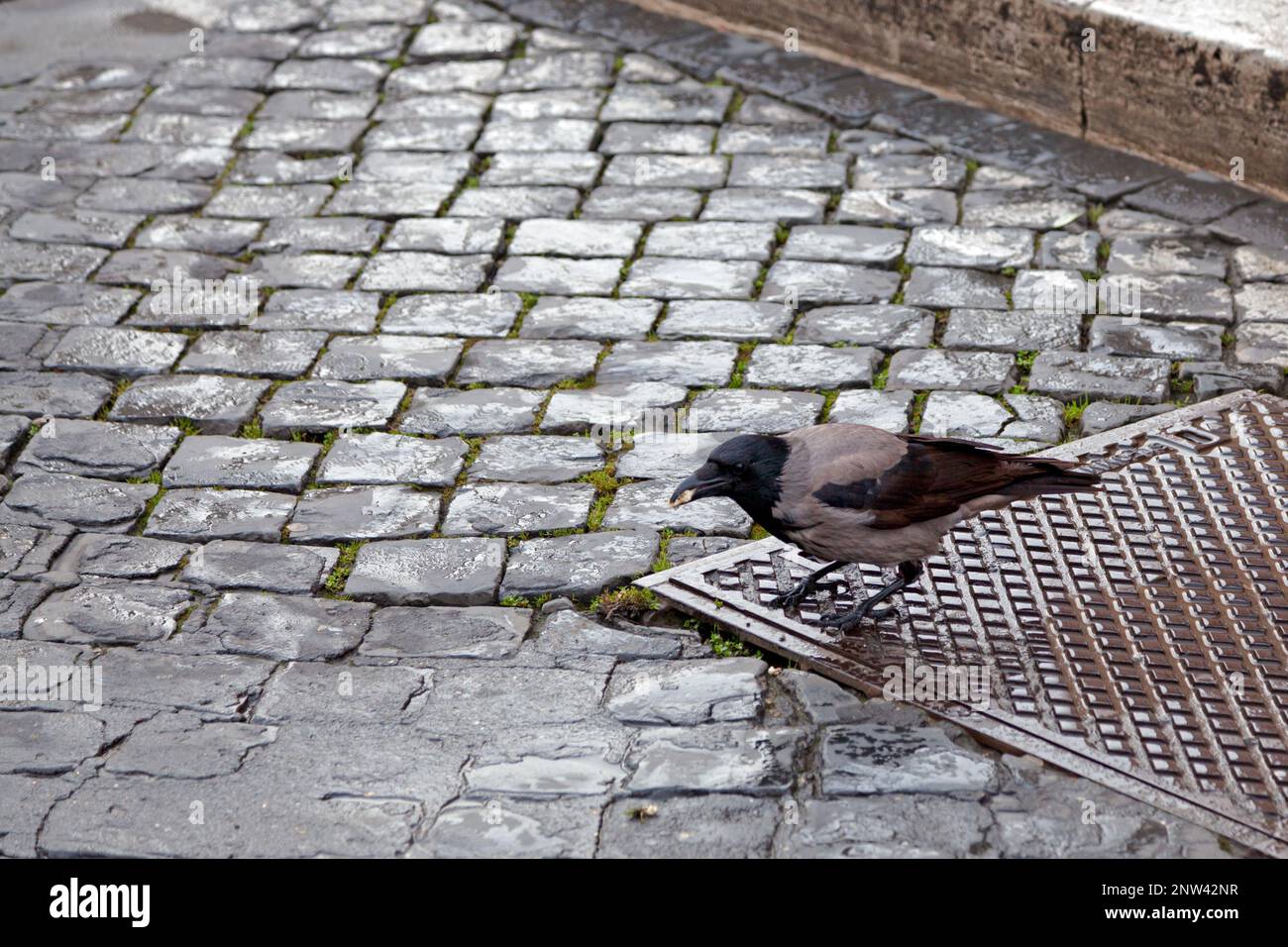 The house crow (Corvus splendens), also known as the Indian, greynecked ...