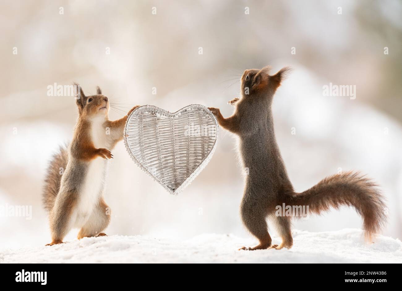 Squirrel holding heart hi-res stock photography and images - Alamy