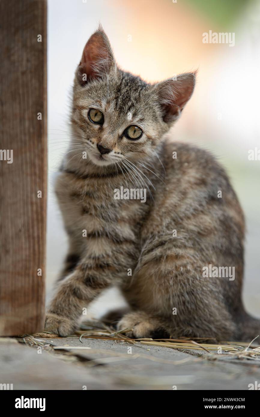 Tabby kitten in a stable Stock Photo - Alamy