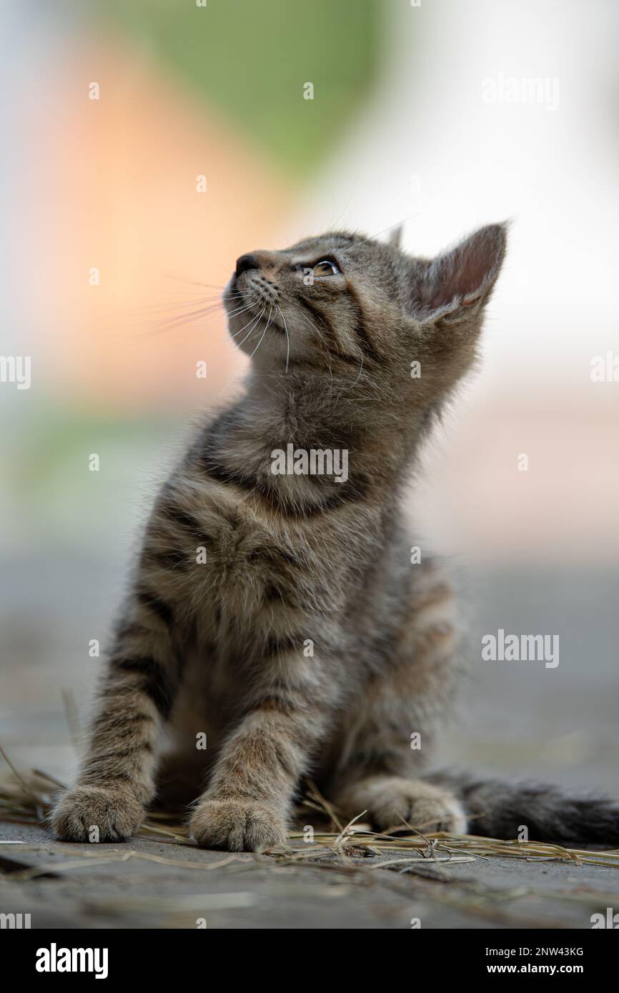 Stable litter hi-res stock photography and images - Alamy