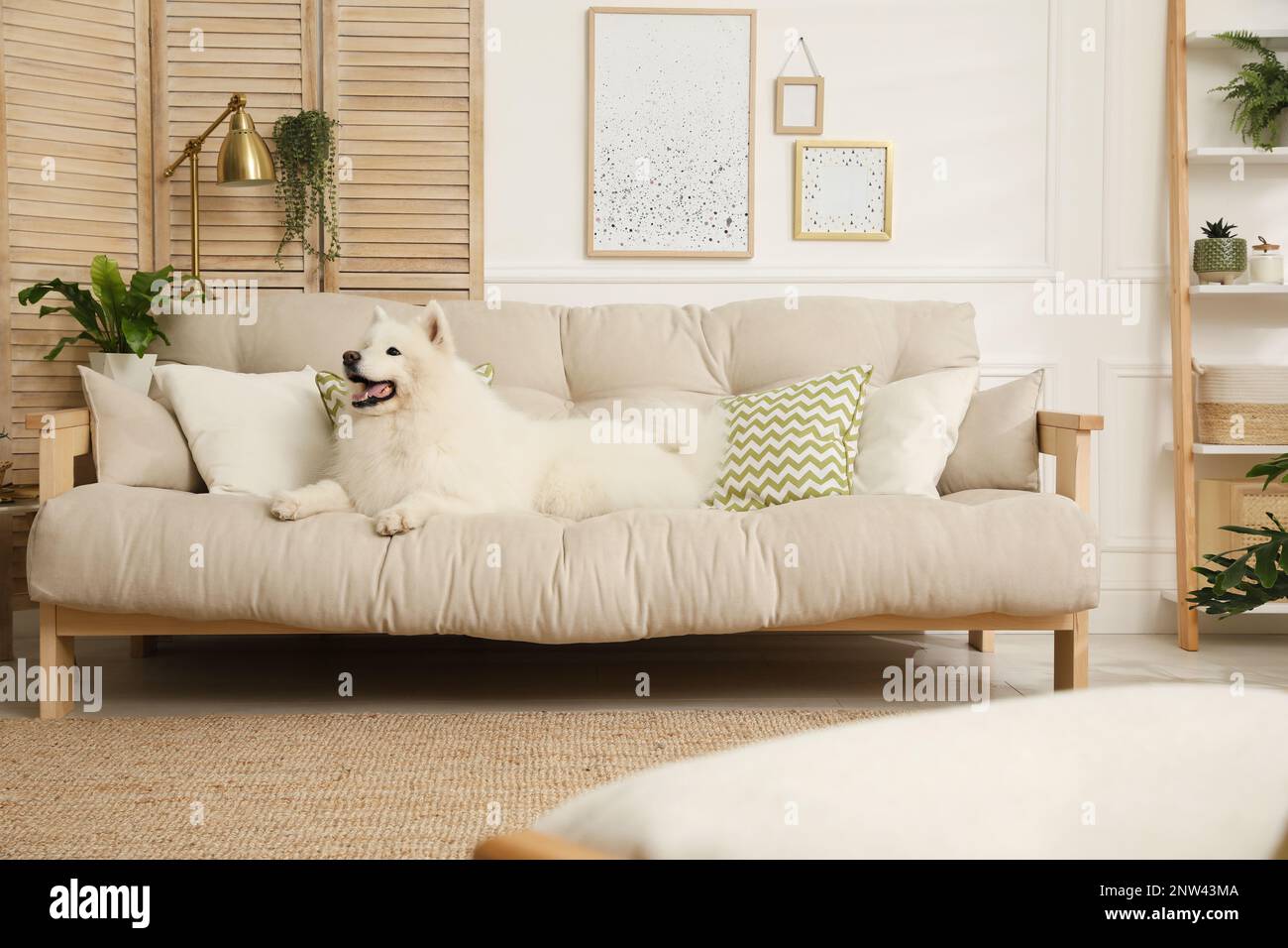 Adorable Samoyed dog on sofa in living room Stock Photo - Alamy