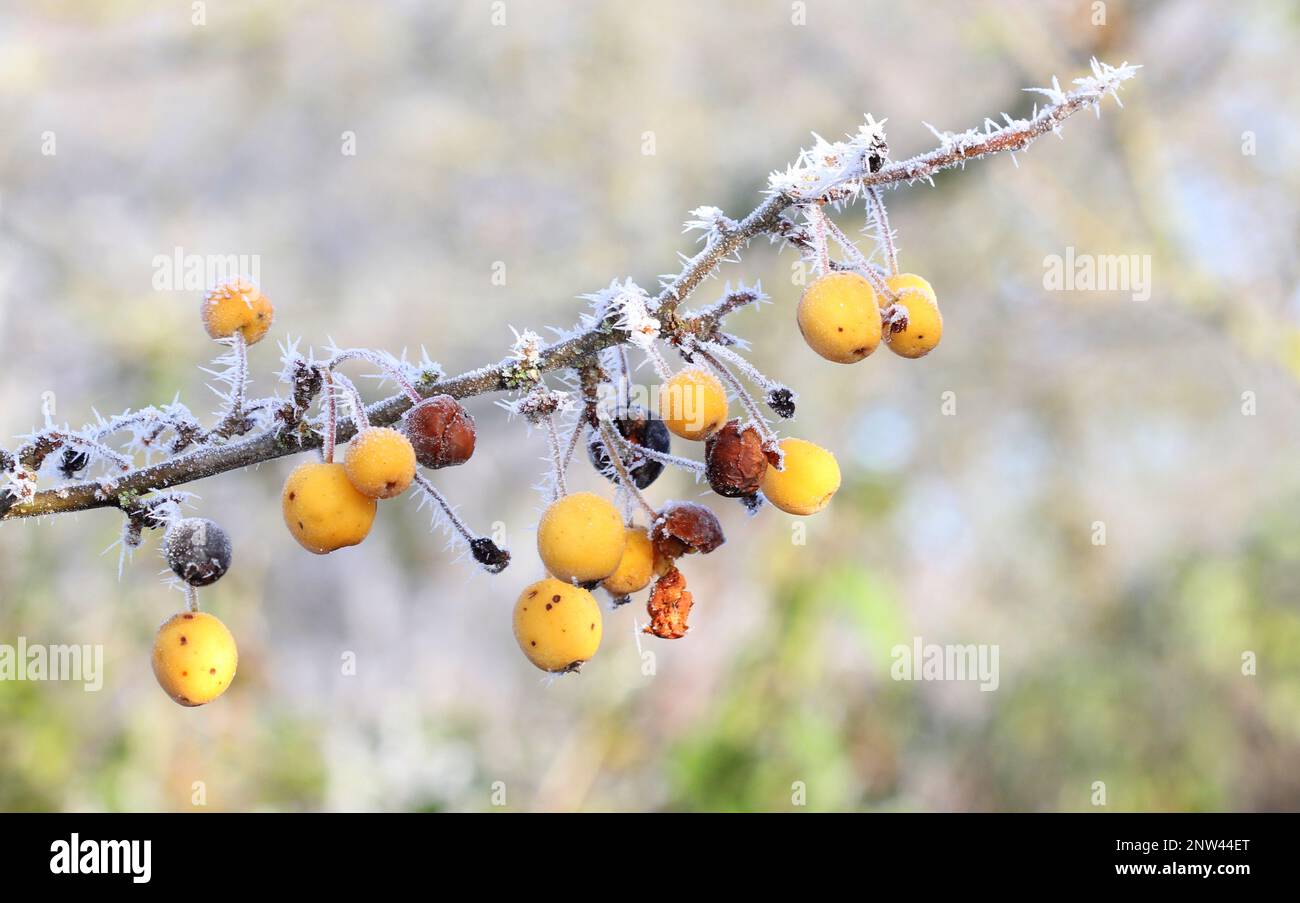 Uk fruit tree frost crab apple hi-res stock photography and images - Alamy