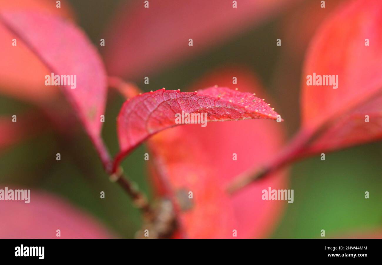 A Close Up Of The Red Leaves Of Hydrangea Pinky Winky In Autumn Stock