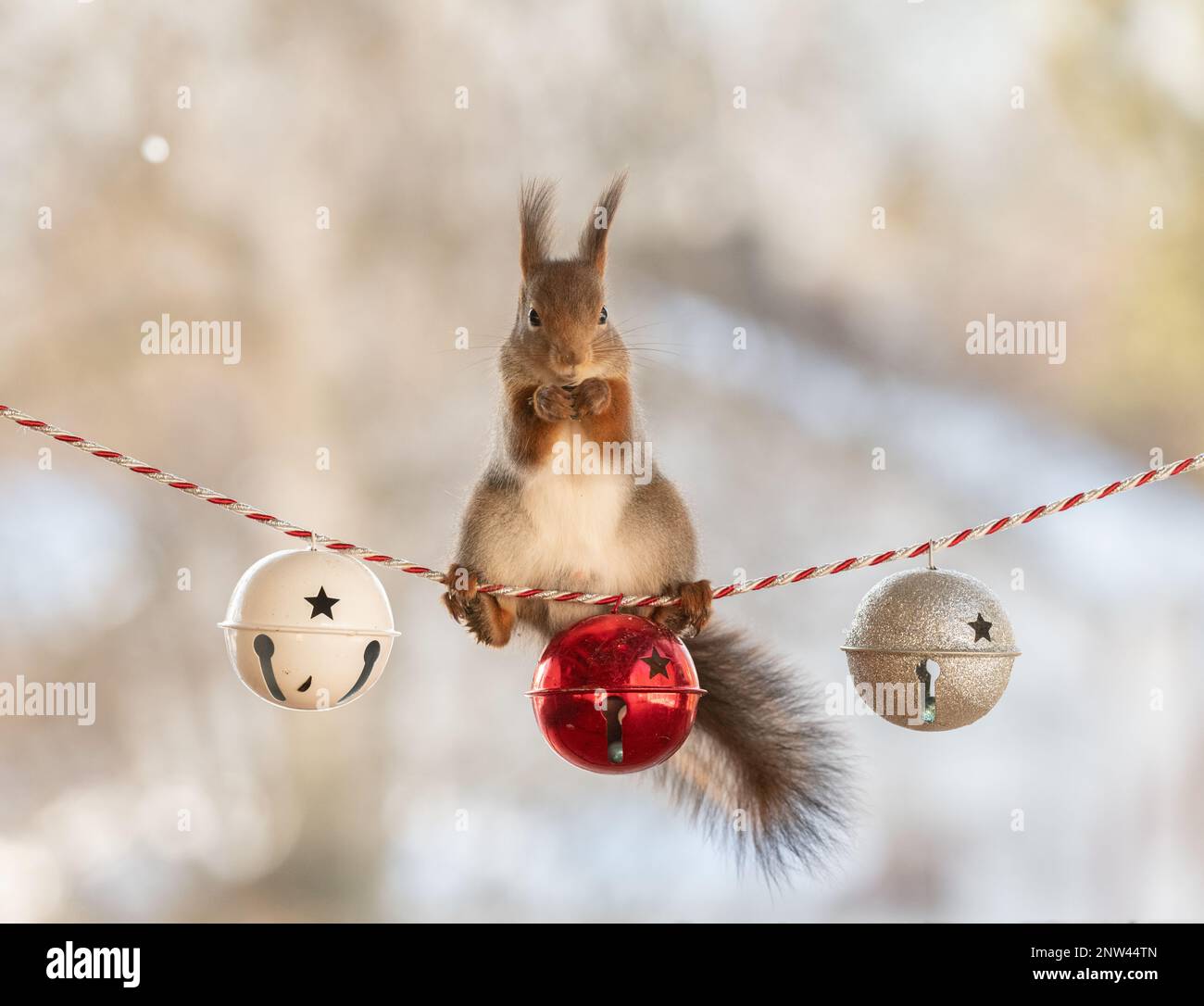 Squirrel on wire hi-res stock photography and images - Alamy
