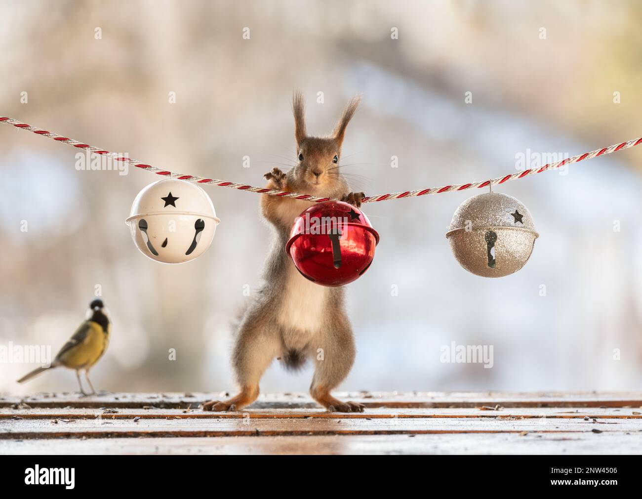 Squirrel on wire hi-res stock photography and images - Alamy