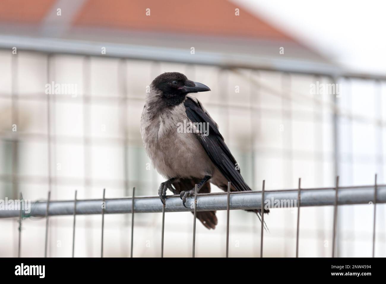 The hooded crow (Corvus cornix) is a Eurasian bird species in the ...